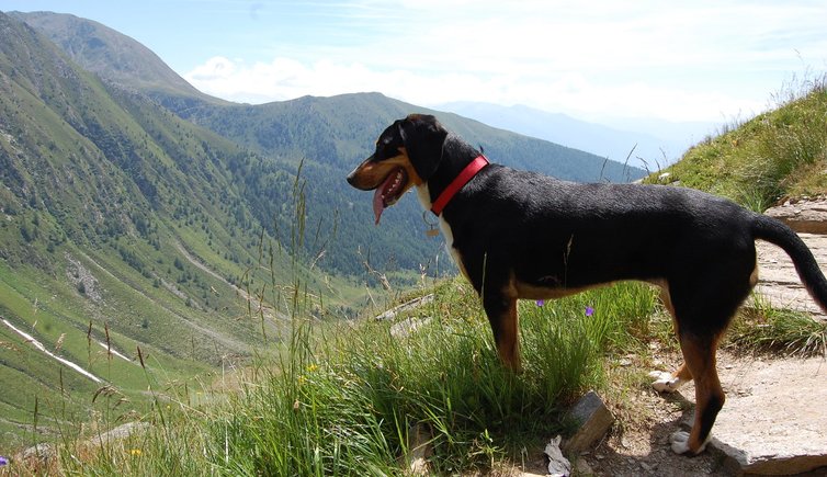 In montagna con il cane - Val Pusteria, Alto Adige e Tirolo orientale